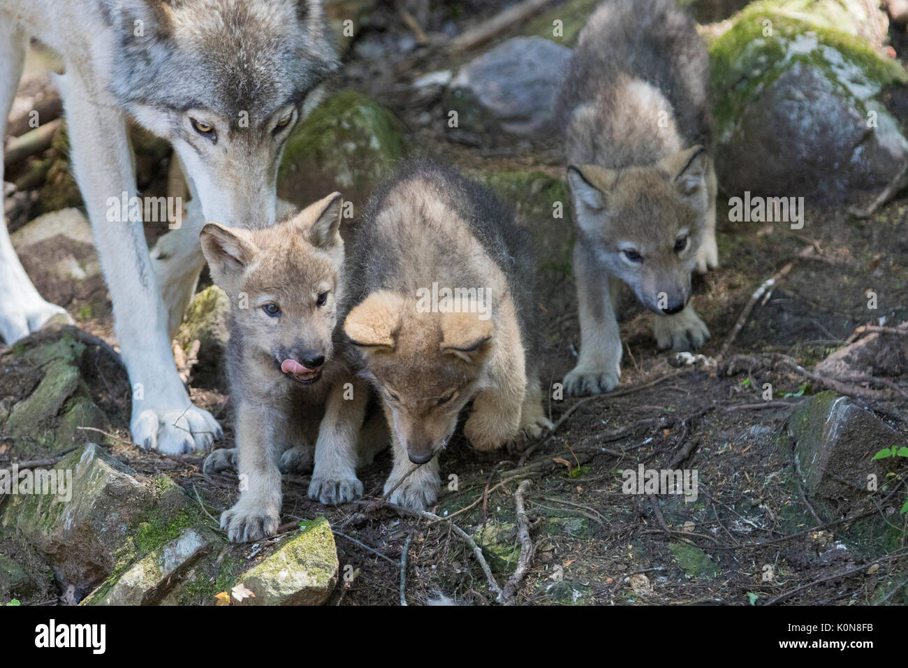Timber wolf family Stock Photo - Alamy