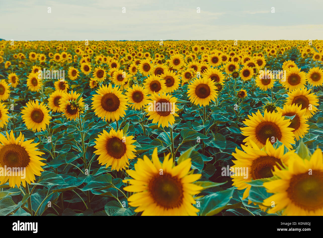 Sunflower field sunset summer hi-res stock photography and images - Alamy