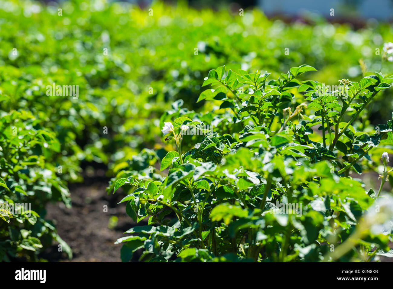 closeup potato field at the sunset Stock Photo - Alamy