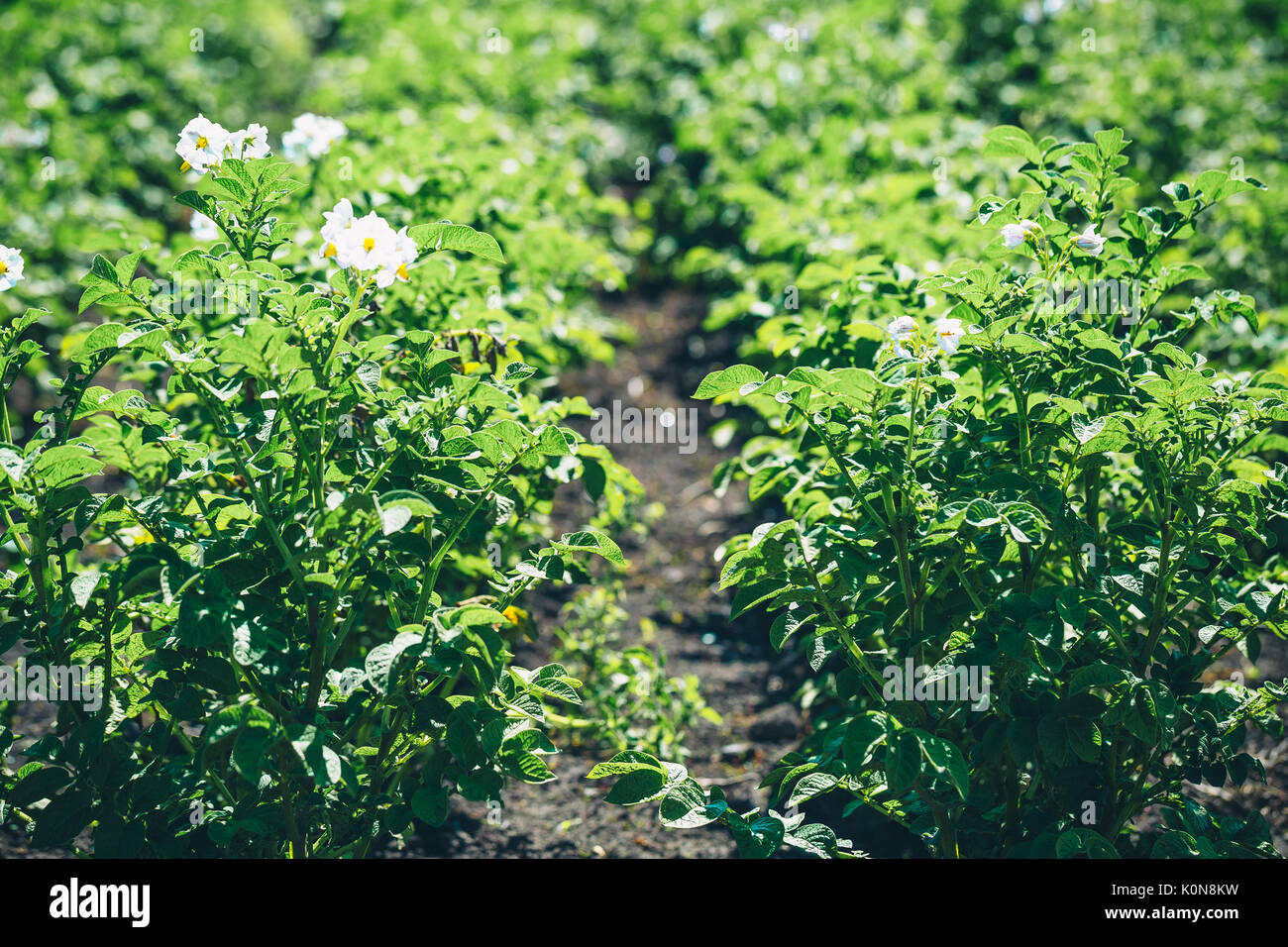 closeup potato field at the sunset Stock Photo - Alamy