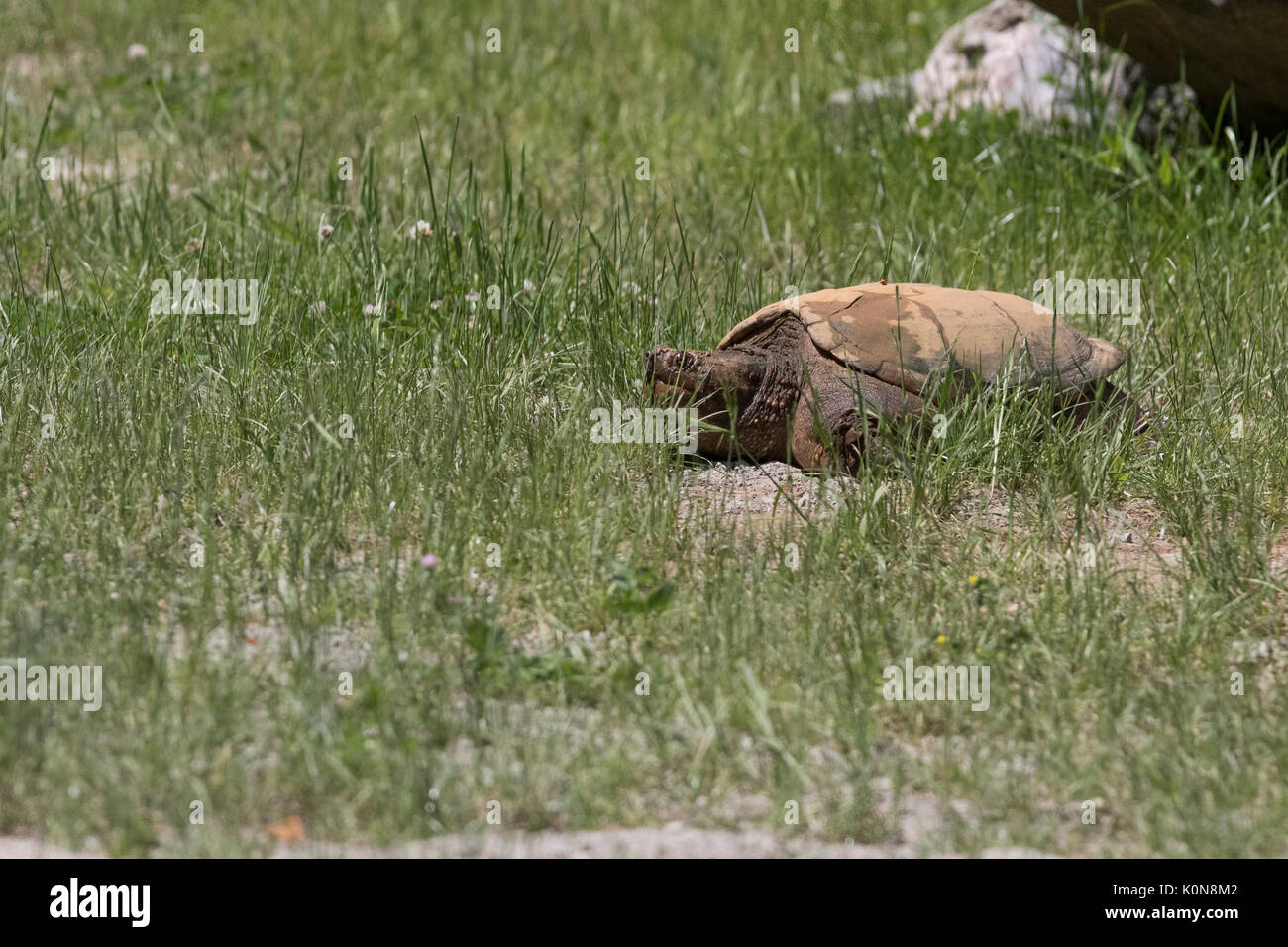 Snapping turtle close up wildlife hi-res stock photography and images ...