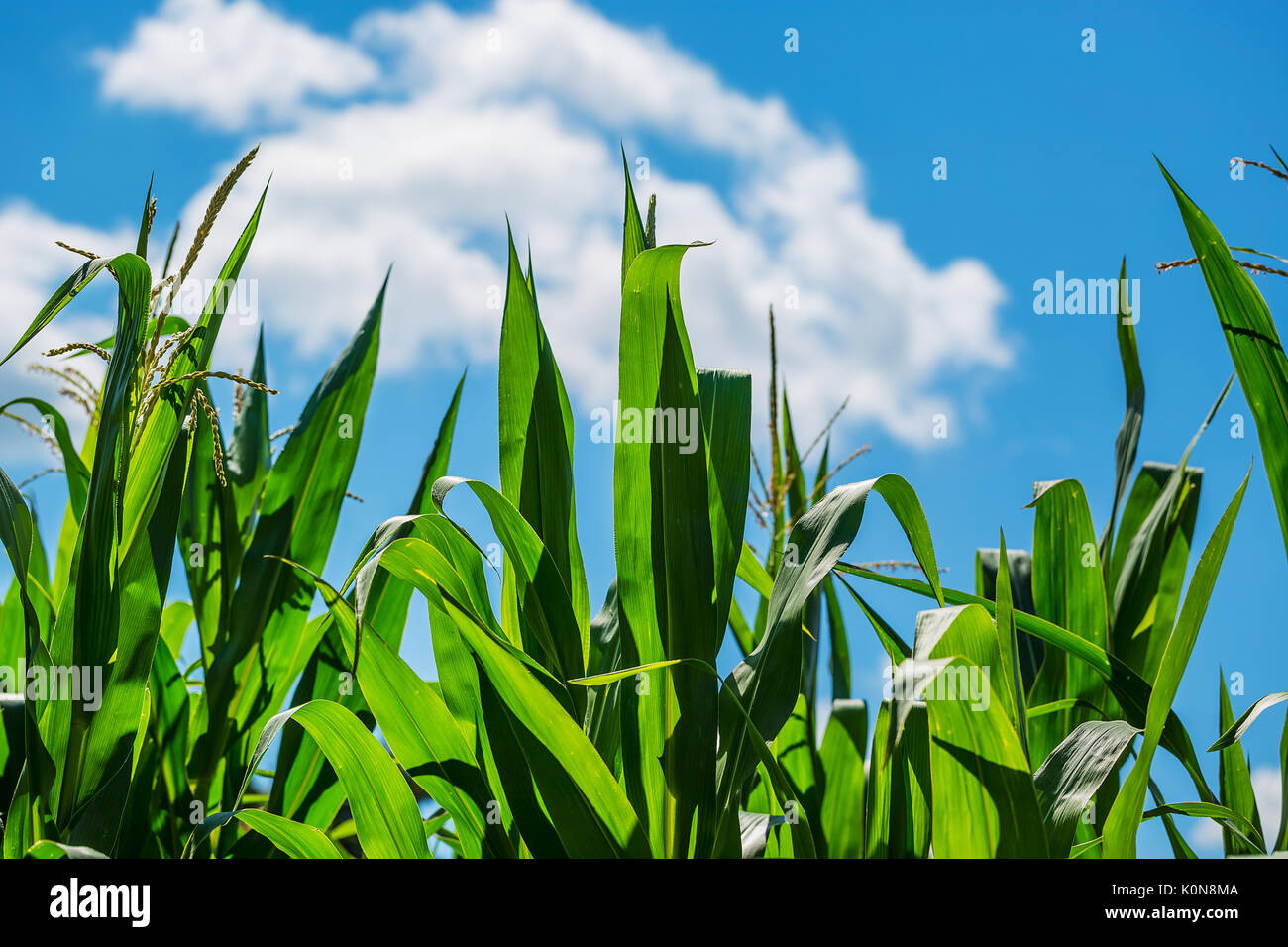 Blue Sky Corn Field