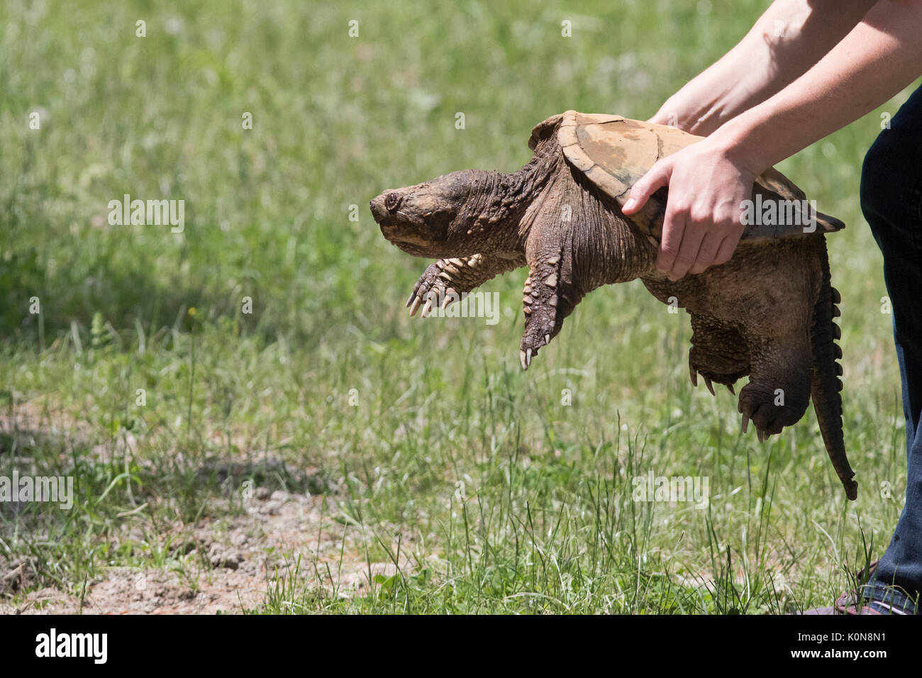 Scary turtle hi-res stock photography and images - Alamy