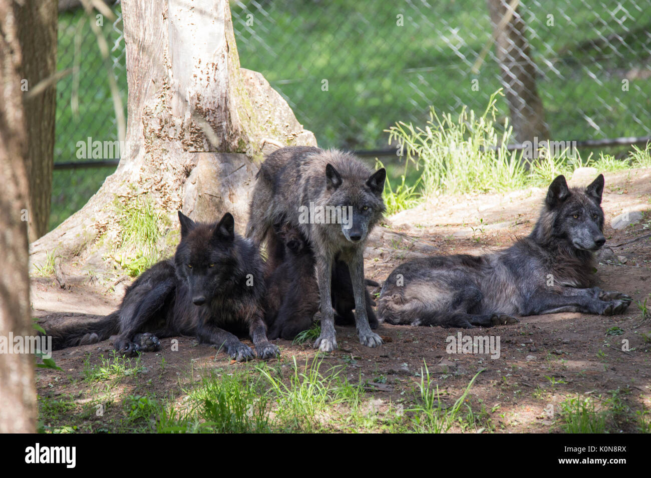 Juvenile wolves hi-res stock photography and images - Alamy
