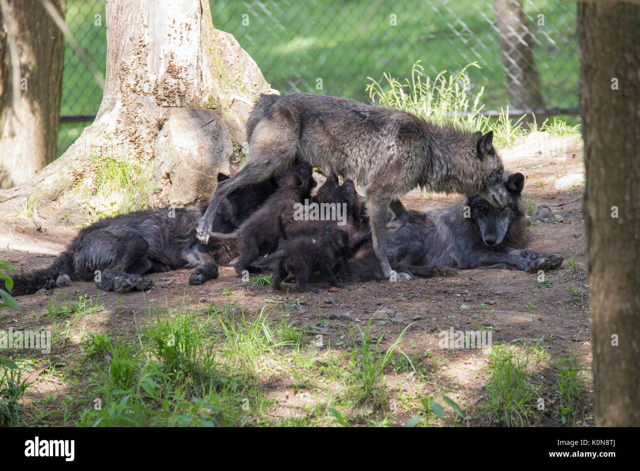 Black wolf pup hi-res stock photography and images - Alamy