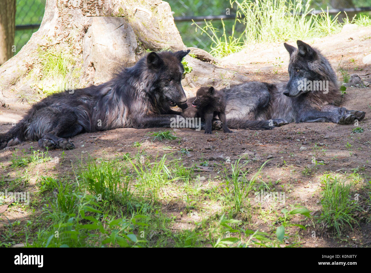 black wolves in summer Stock Photo - Alamy