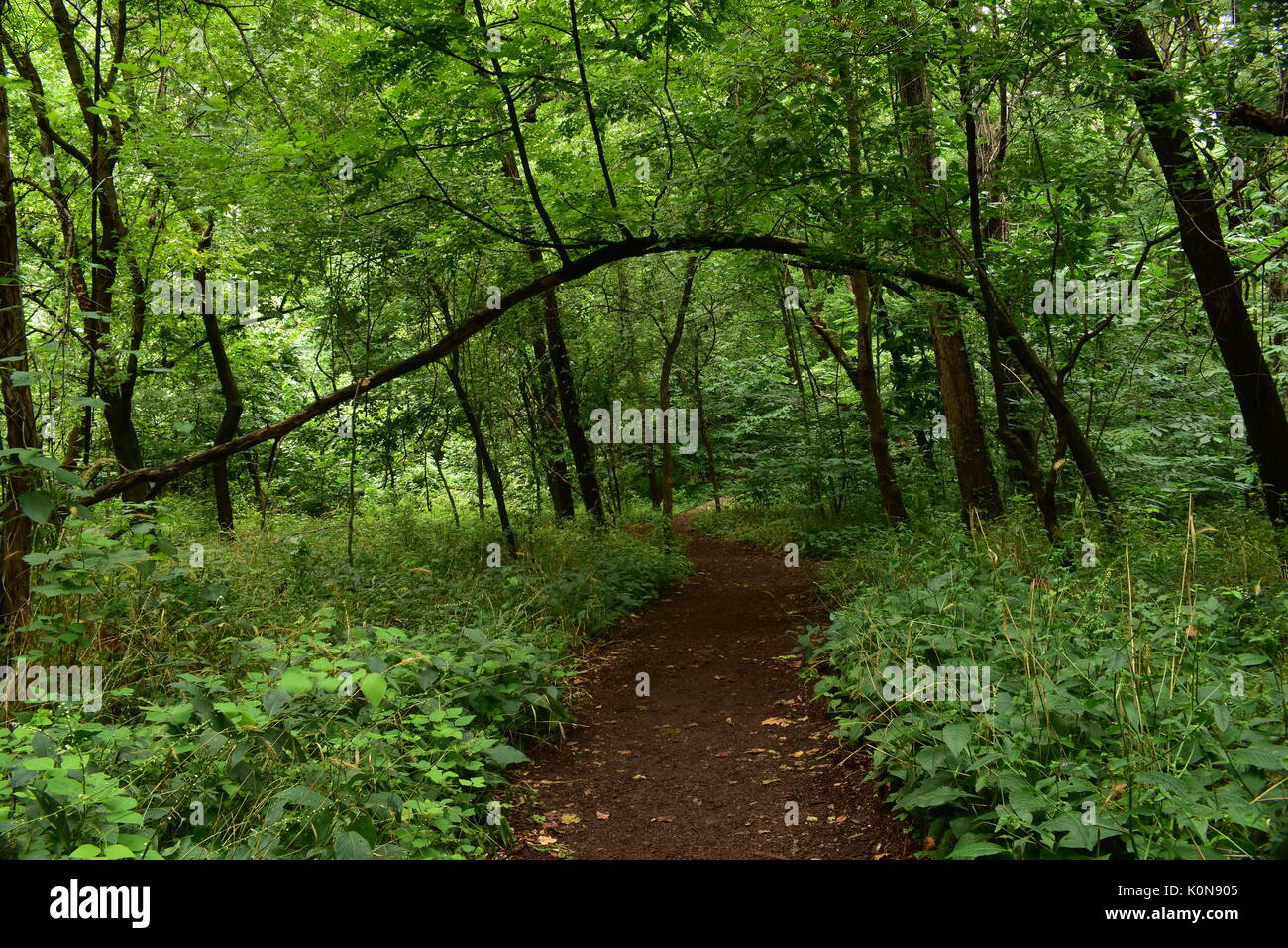 Tree lined forest hi-res stock photography and images - Alamy