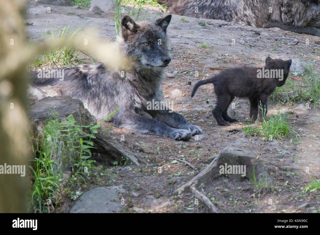 Black phase gray wolf hi-res stock photography and images - Alamy