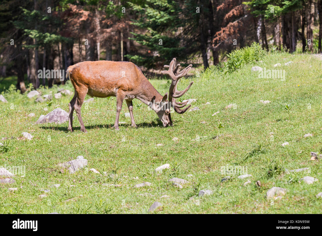 red deer in summer Stock Photo - Alamy