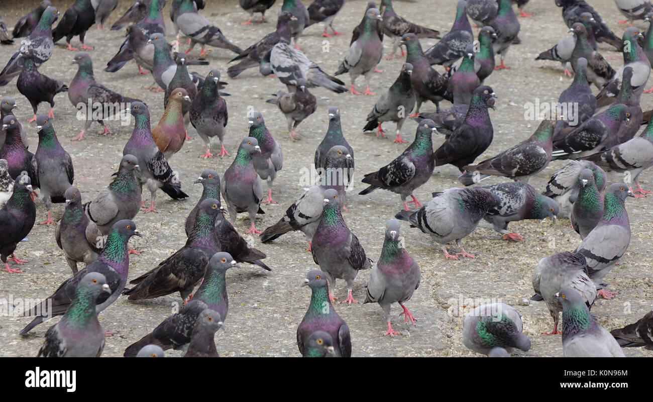 Pigeons at the main square in the central of city. Close up Stock Photo ...