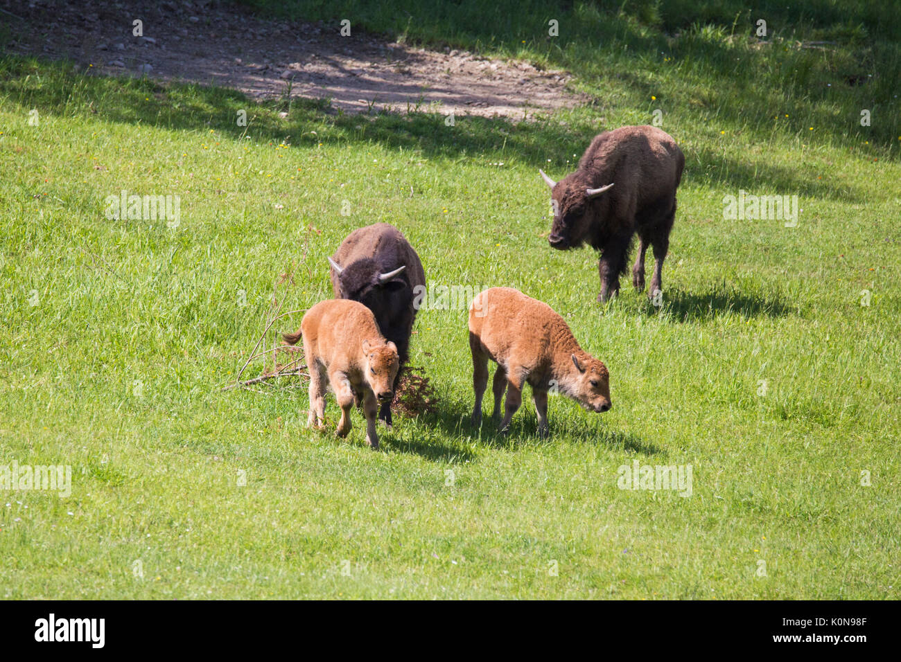 Plains bison in waterton lakes national park hi-res stock photography ...
