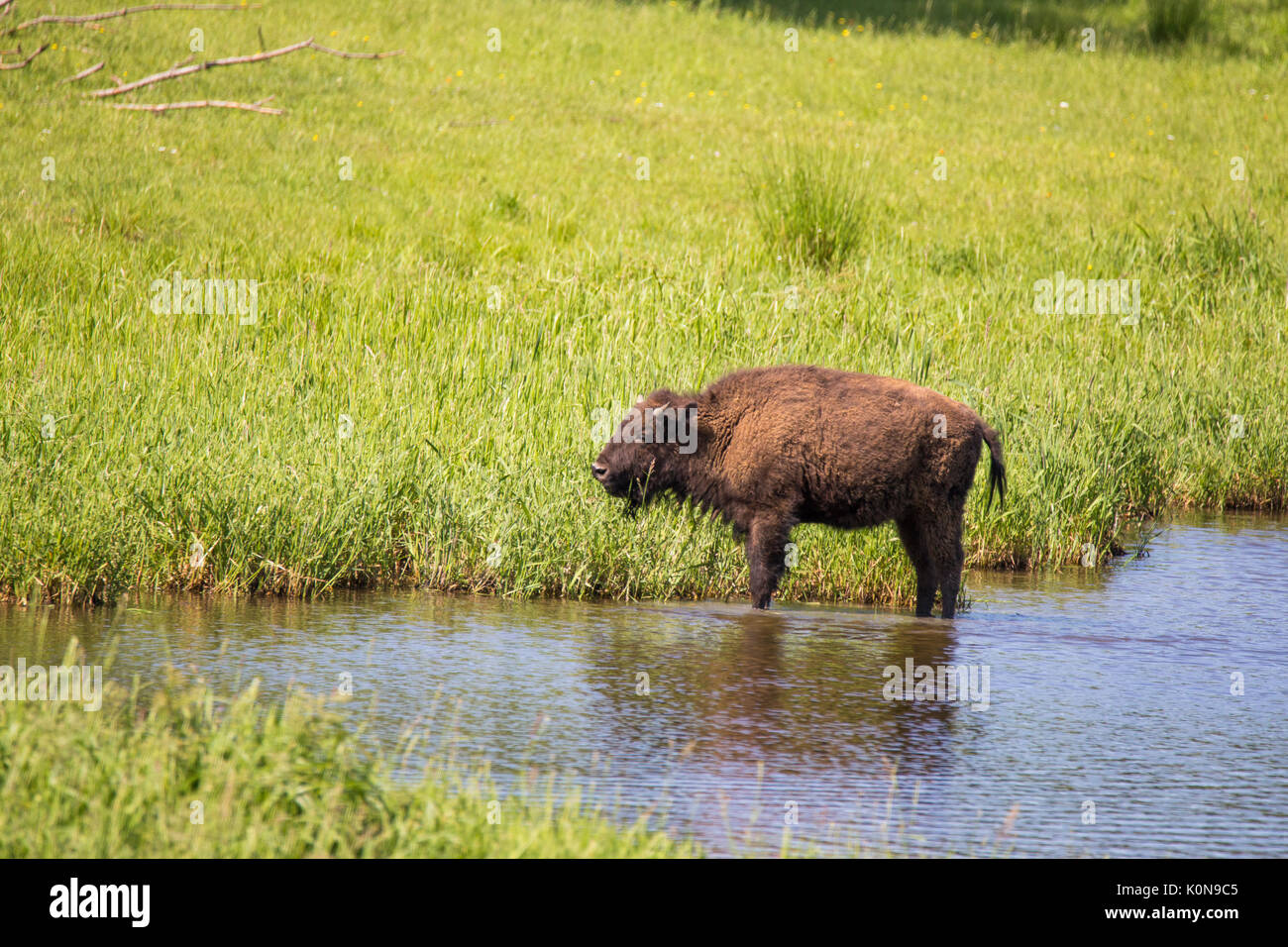 Bison loop road hi-res stock photography and images - Alamy