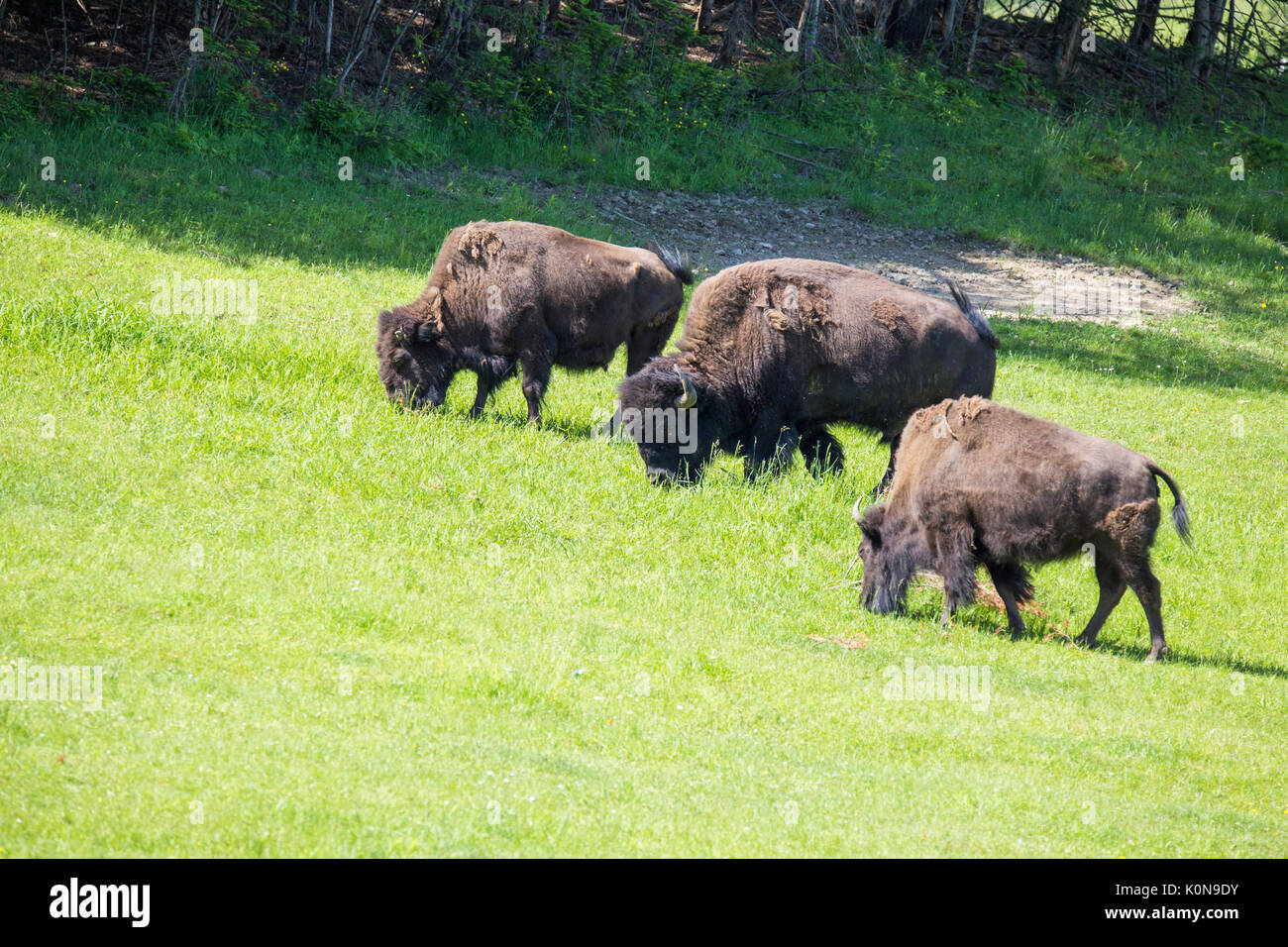 Baby bison custer park hi-res stock photography and images - Alamy