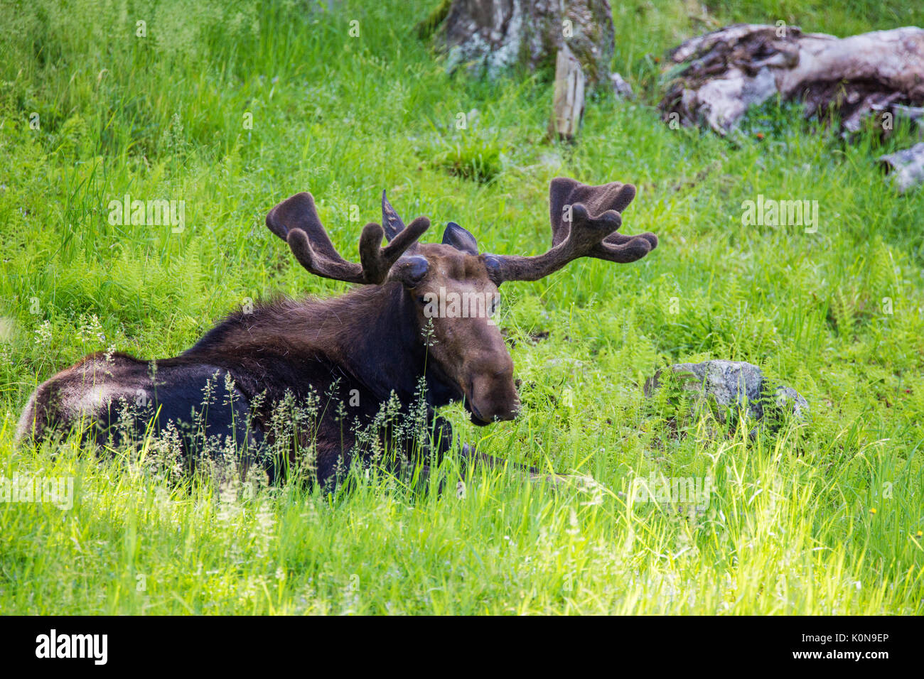 moose in summer Stock Photo - Alamy