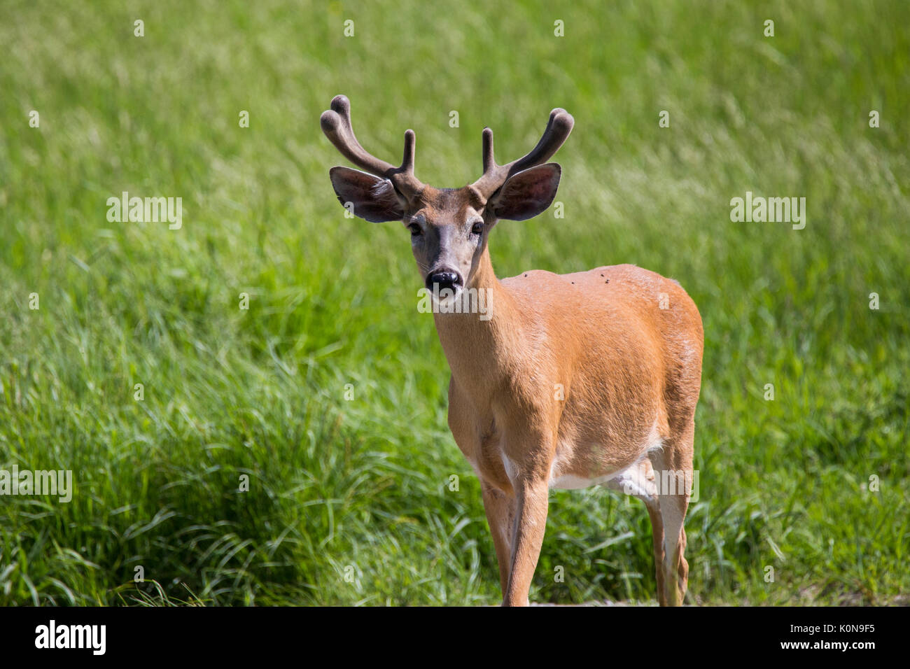 Whitetail deer in summer Stock Photo - Alamy