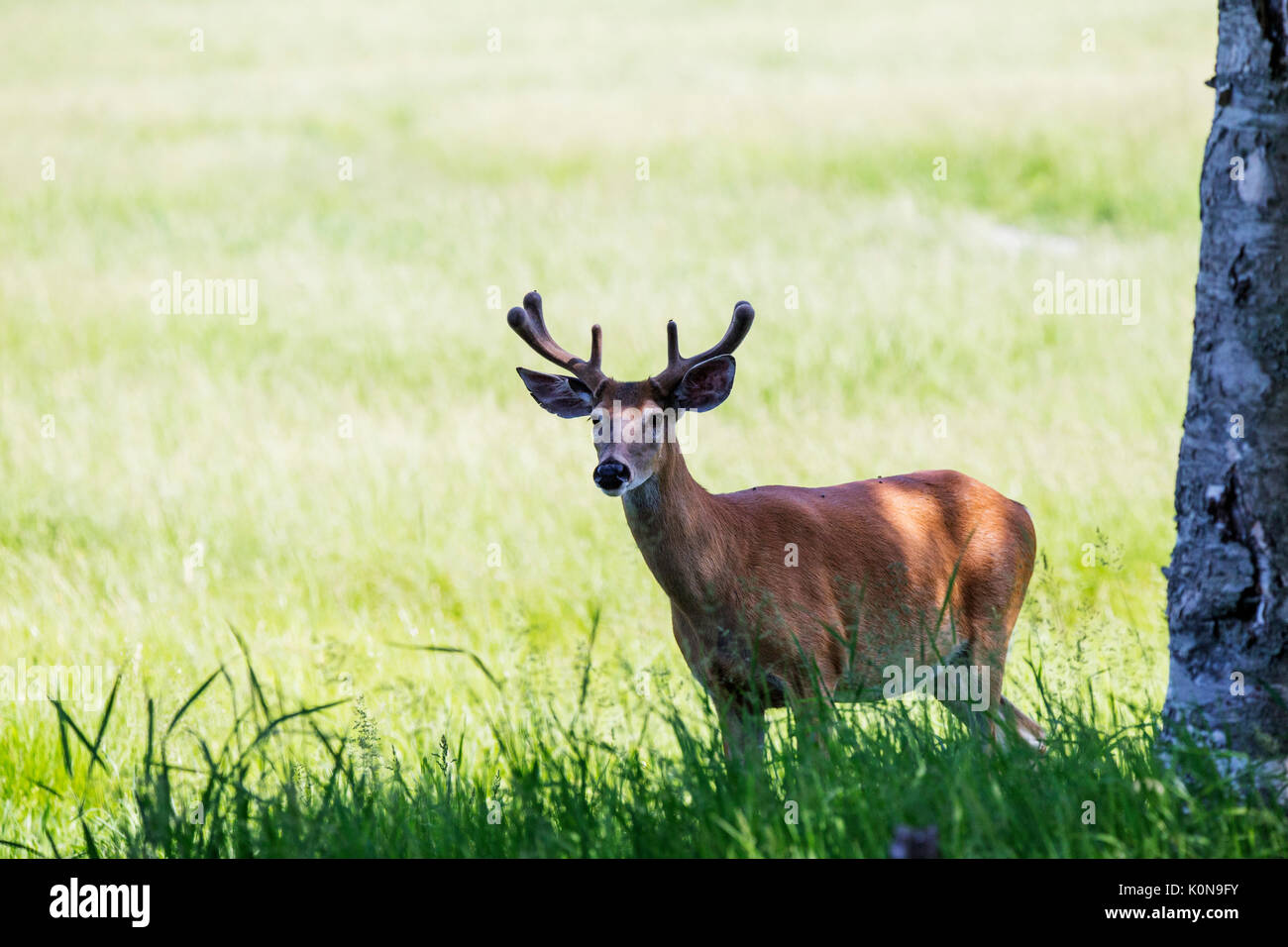 Eastern whitetail deer hi-res stock photography and images - Alamy