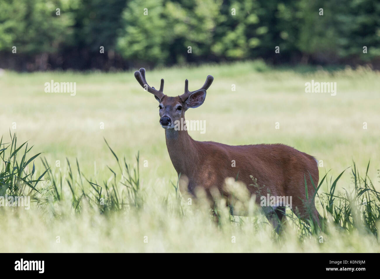Deer parc omega quebec canada hi-res stock photography and images - Alamy