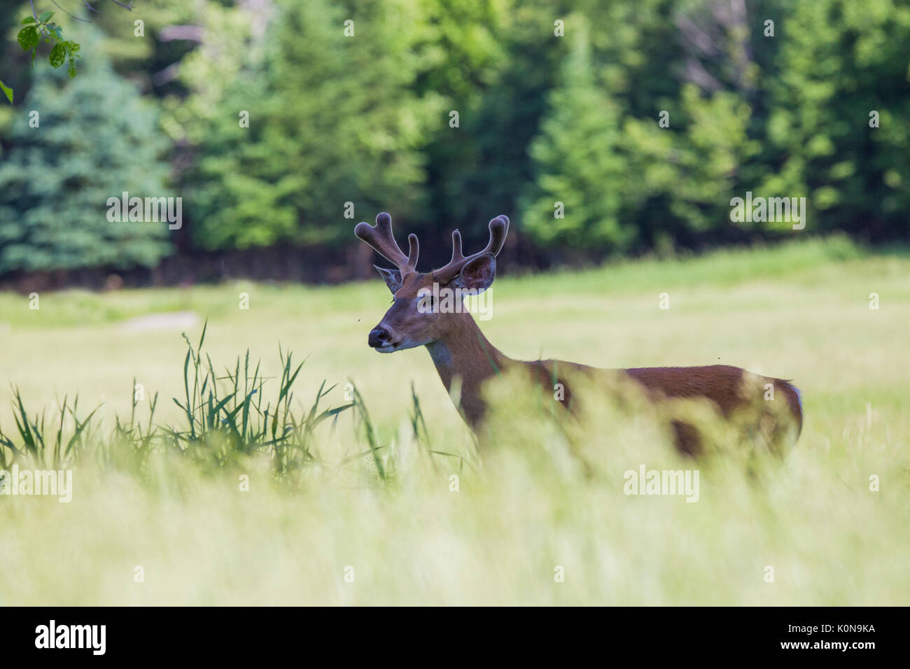 Whitetail deer in summer Stock Photo - Alamy