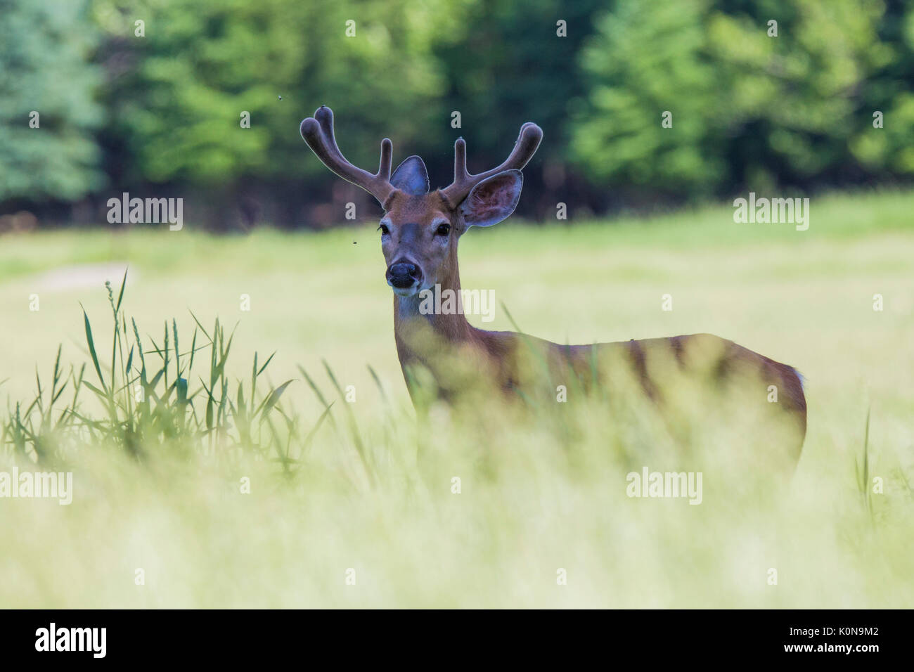Whitetail deer in summer Stock Photo - Alamy