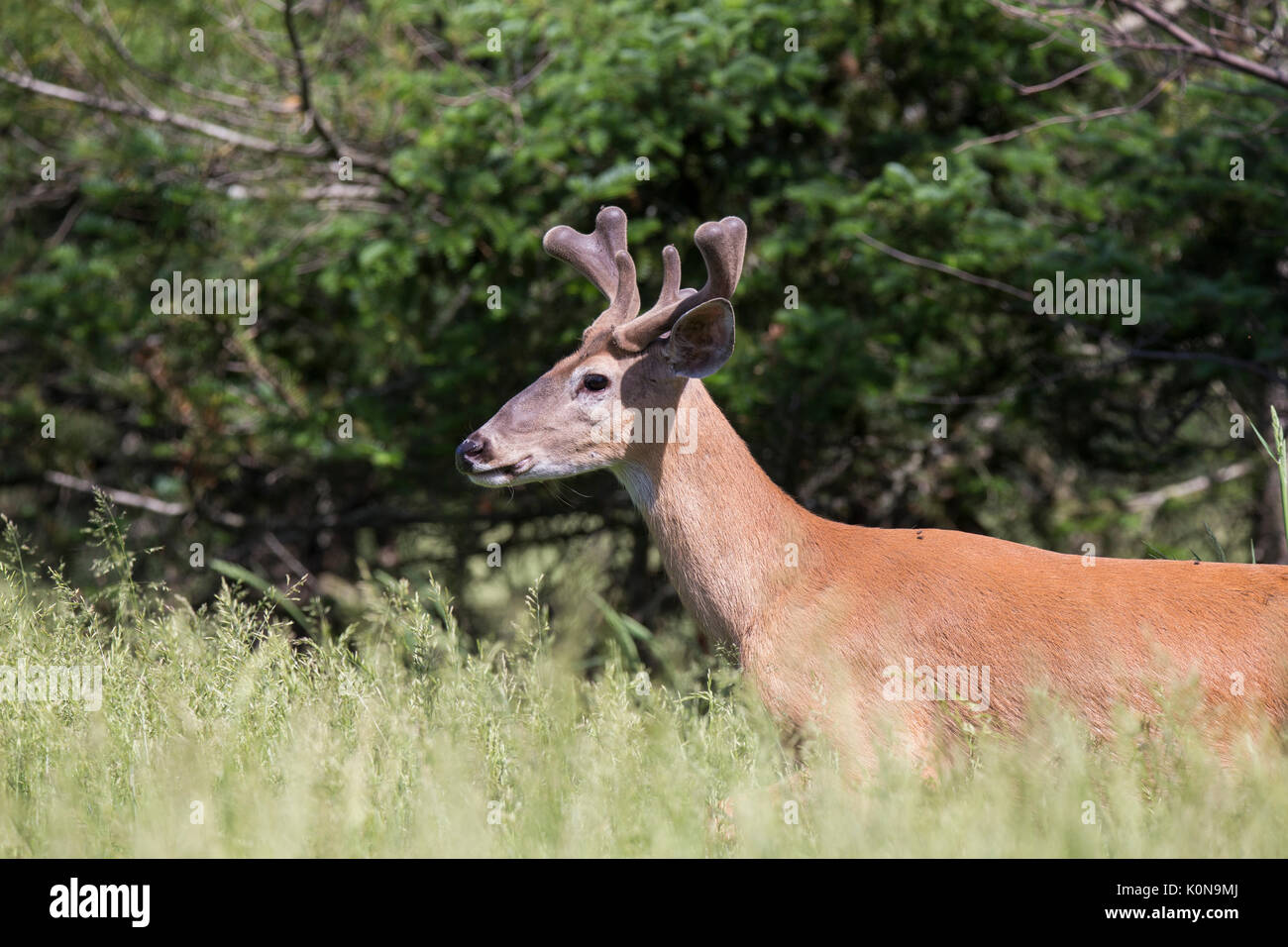 Whitetail deer in summer Stock Photo - Alamy