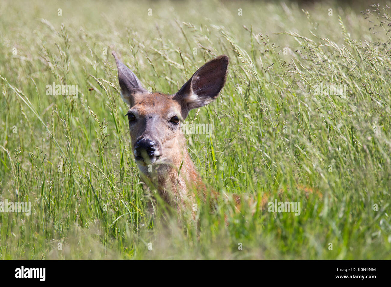 Whitetail deer doe hi-res stock photography and images - Alamy