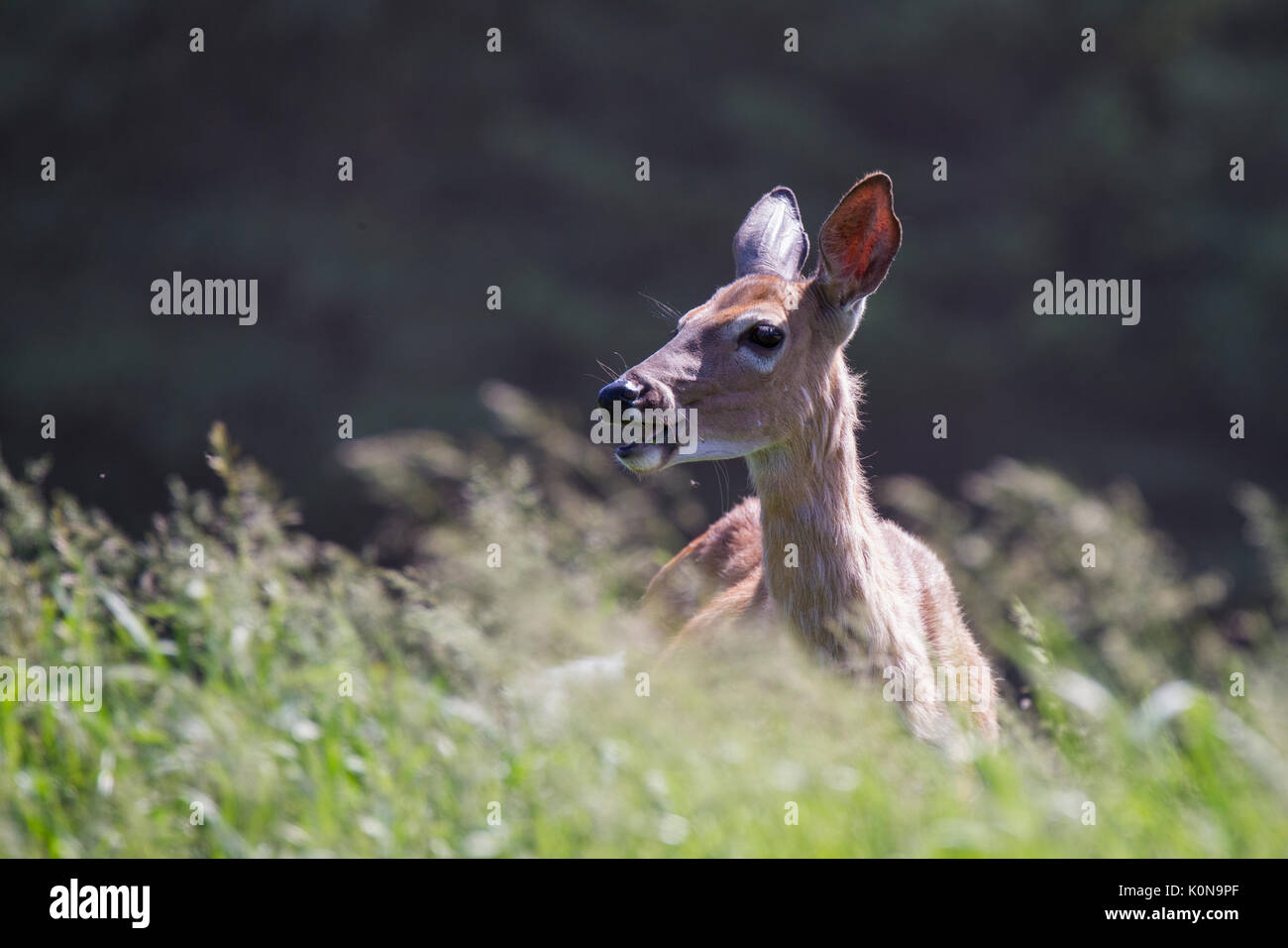 Whitetail deer doe hi-res stock photography and images - Alamy
