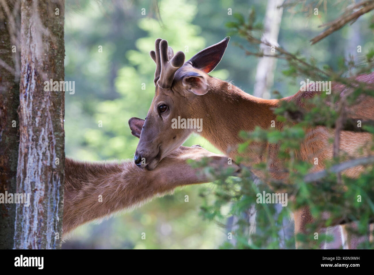 whitetail deer in love Stock Photo - Alamy