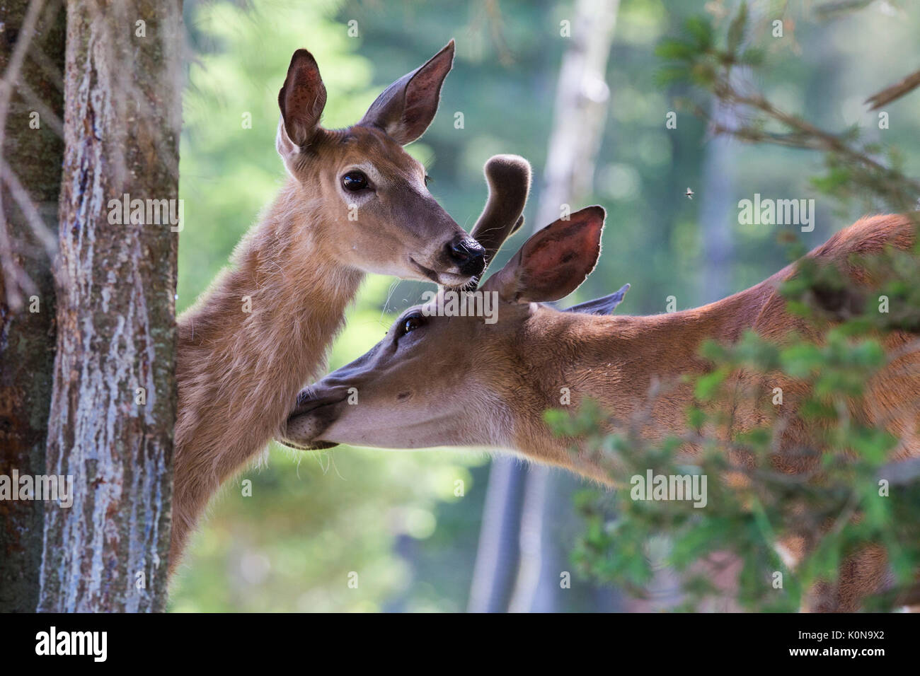 whitetail deer in love Stock Photo - Alamy