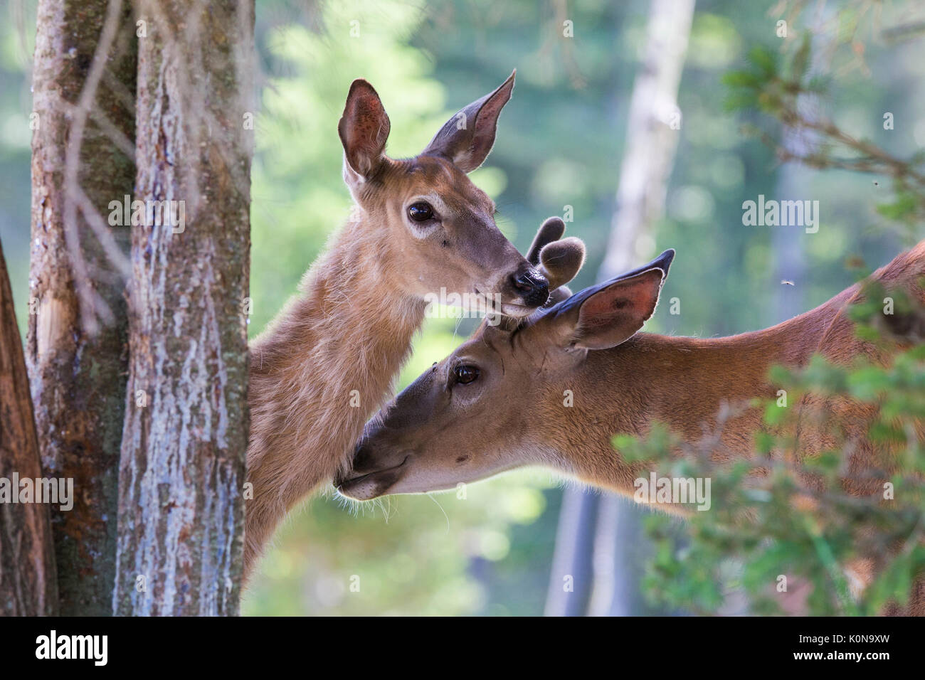whitetail deer in love Stock Photo - Alamy
