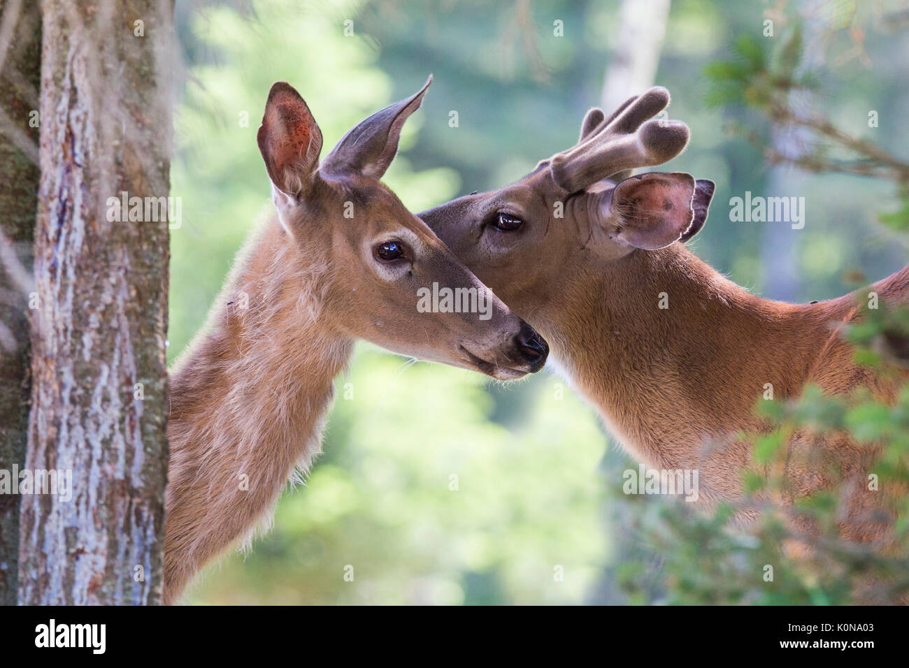whitetail deer in love Stock Photo - Alamy