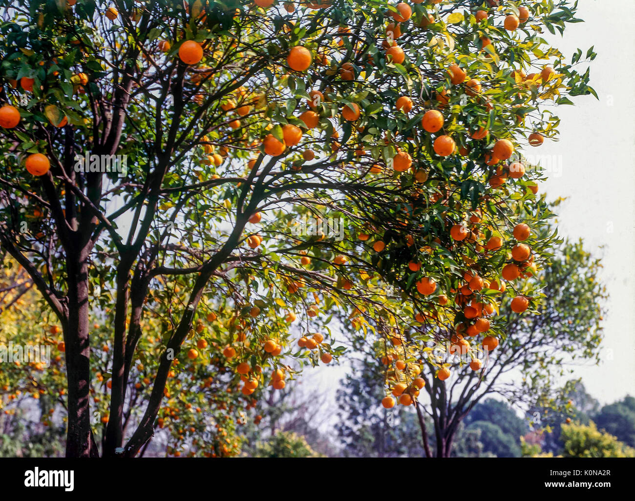 Fruit oranges Palampur himachal pradesh india Asia Stock Photo - Alamy