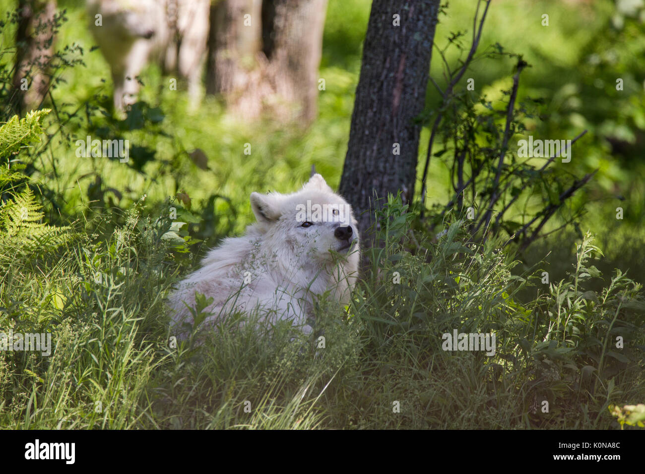 Arctic wolf in summer Stock Photo - Alamy