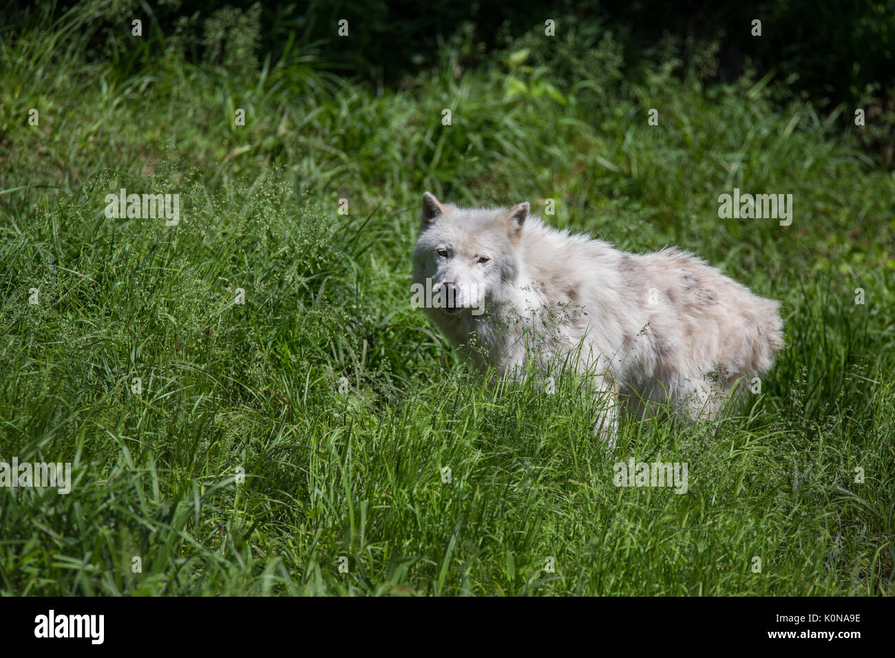 Arctic wolf in summer Stock Photo - Alamy