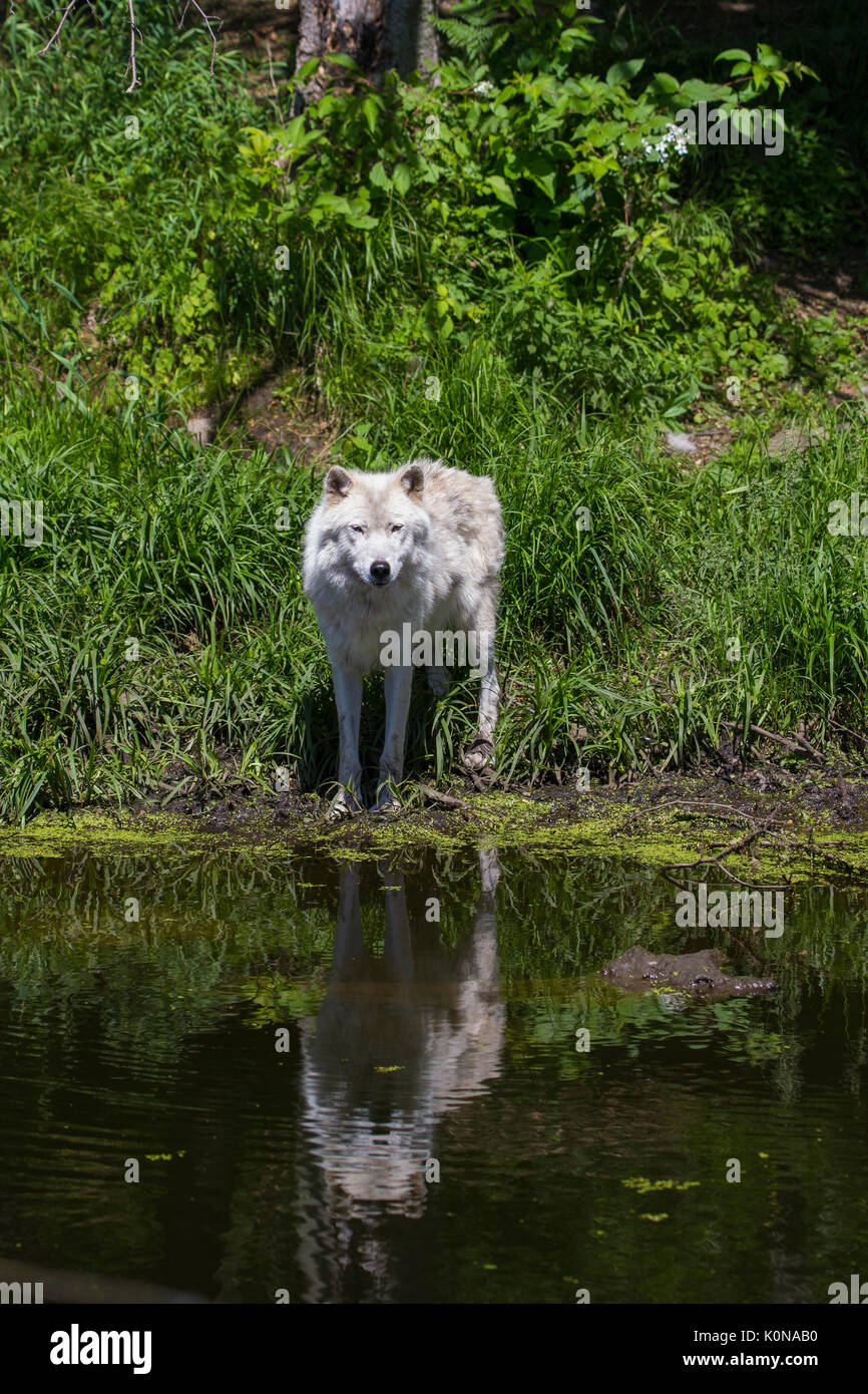 Arctic wolf reflection Stock Photo - Alamy