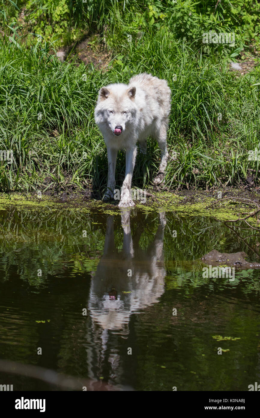 Arctic wolf reflection Stock Photo - Alamy