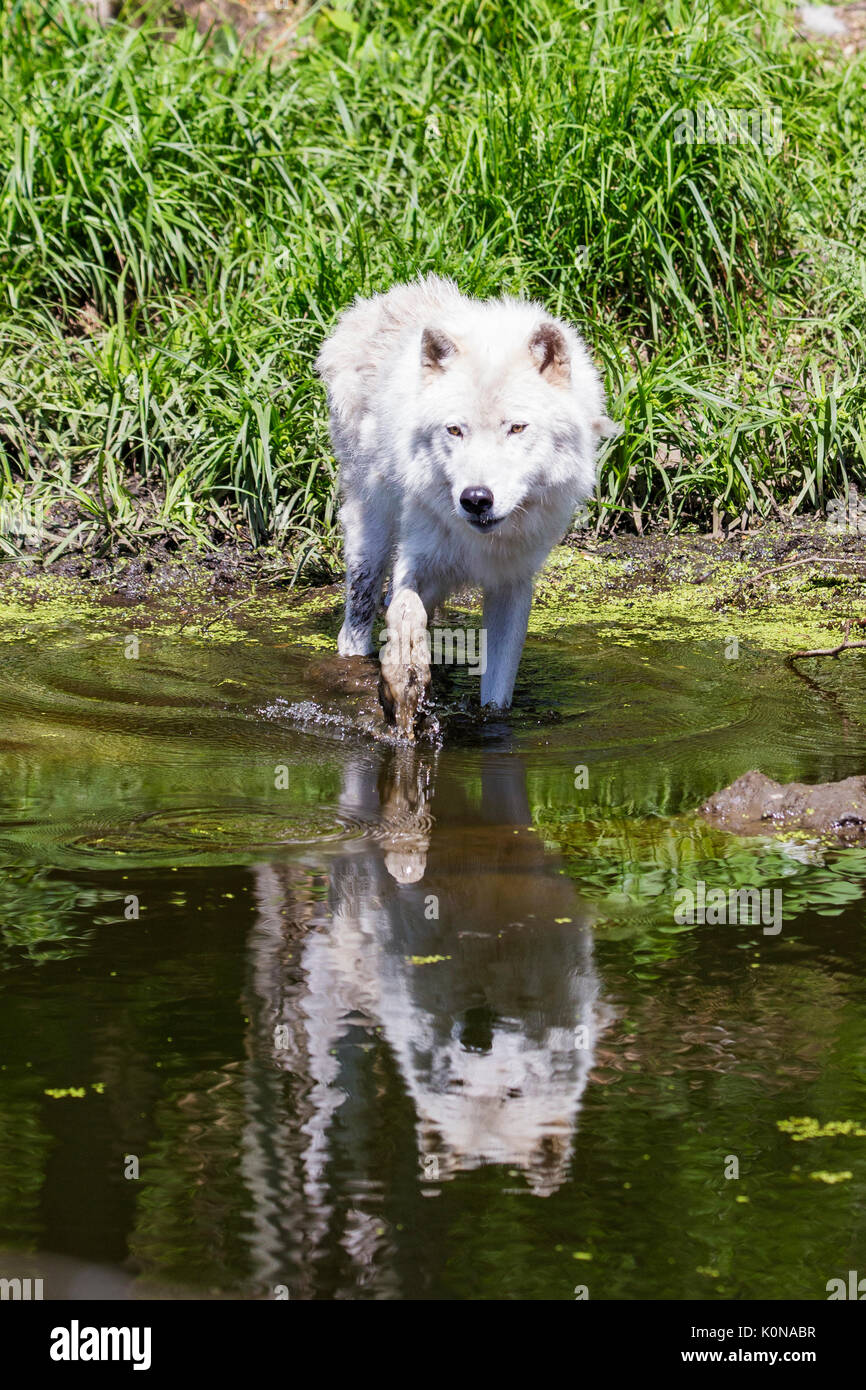 Arctic wolf reflection Stock Photo - Alamy