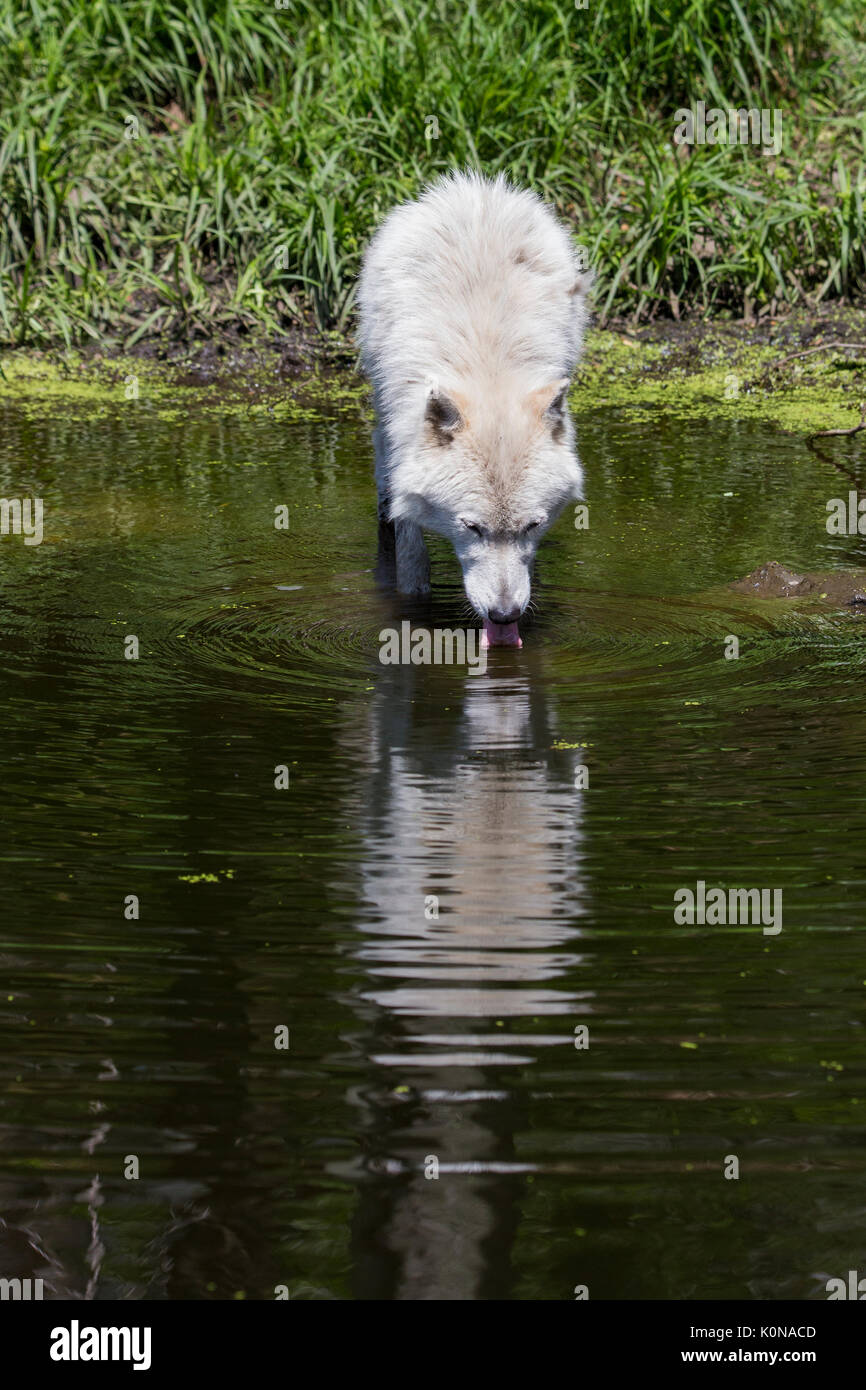 Arctic wolf reflection Stock Photo - Alamy