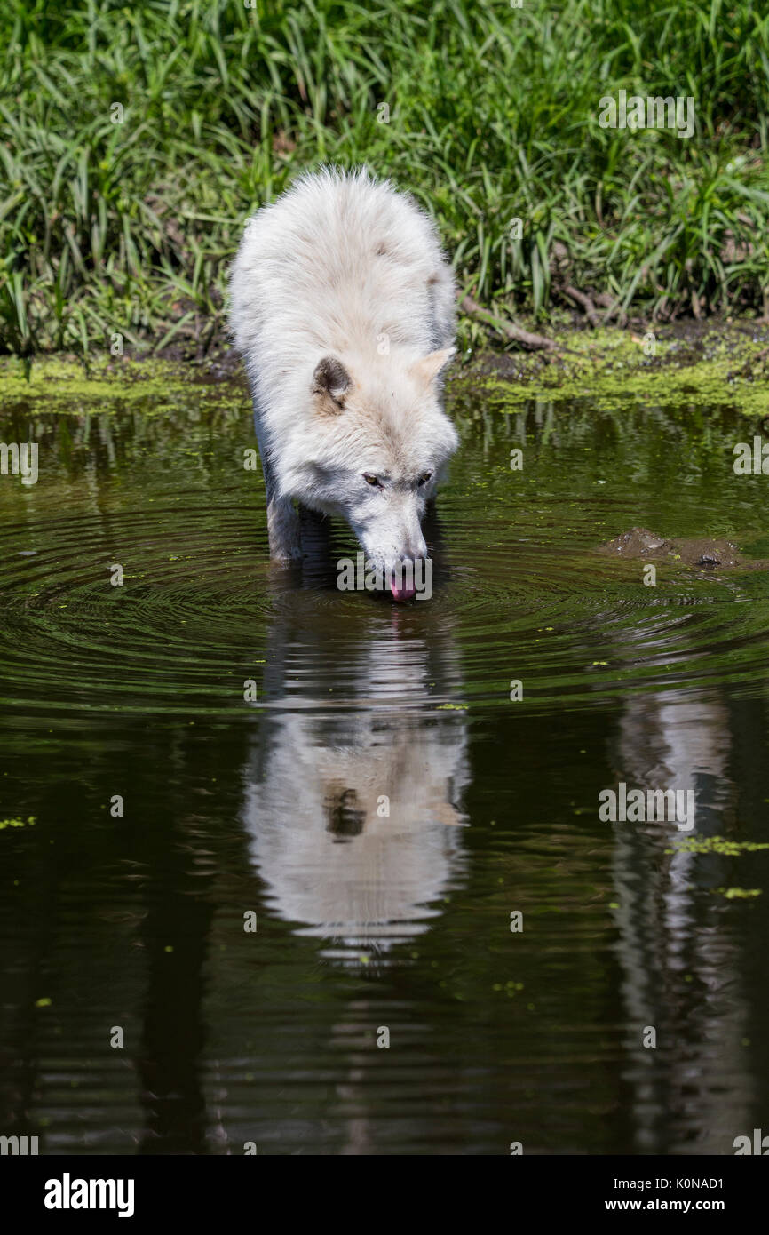 Arctic wolf reflection Stock Photo - Alamy