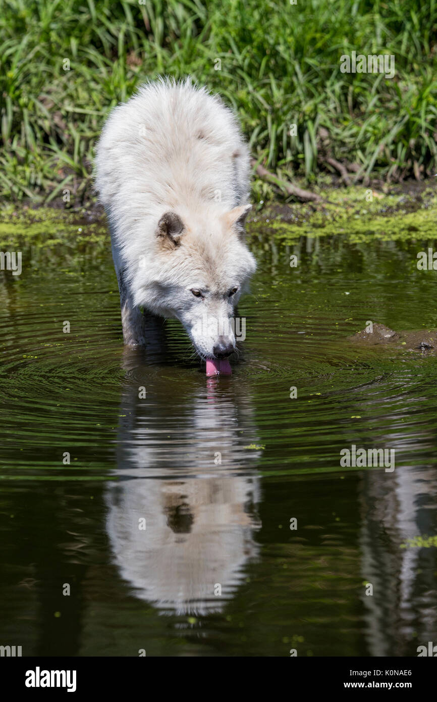 Arctic wolf reflection Stock Photo - Alamy