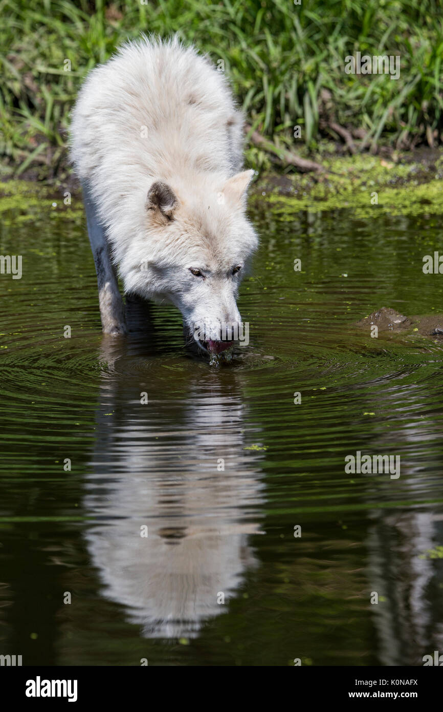 Arctic wolf reflection Stock Photo - Alamy
