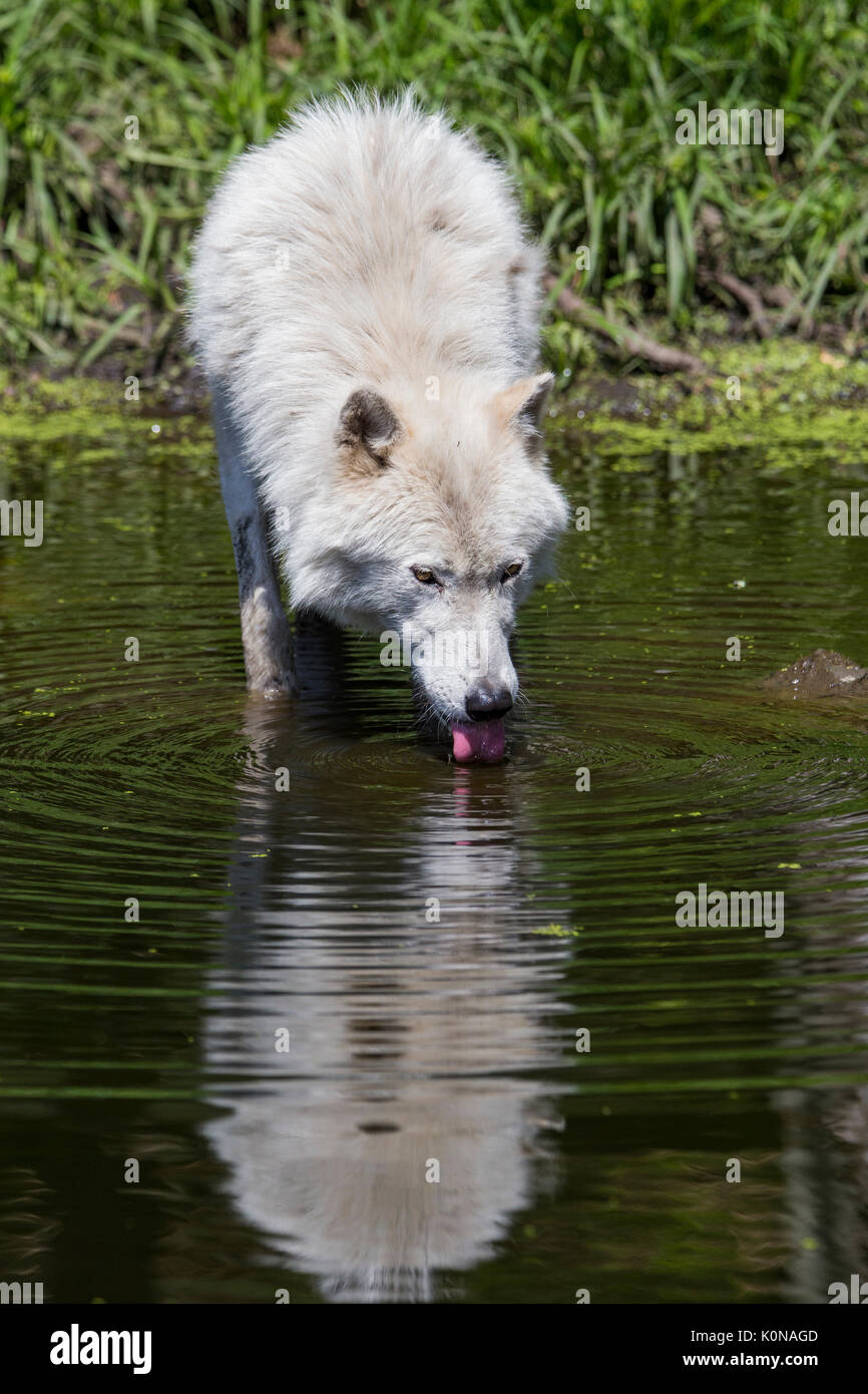 Arctic wolf reflection Stock Photo - Alamy