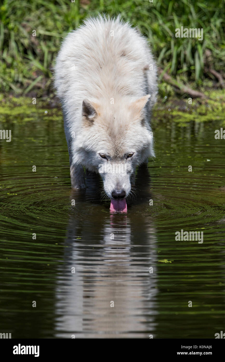 Arctic wolf reflection Stock Photo - Alamy