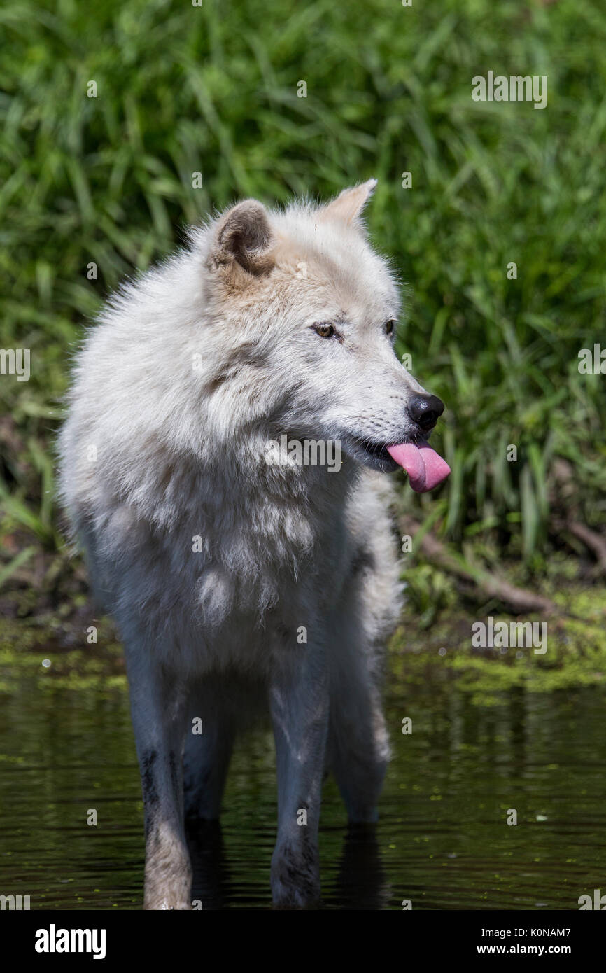Arctic wolf reflection Stock Photo - Alamy