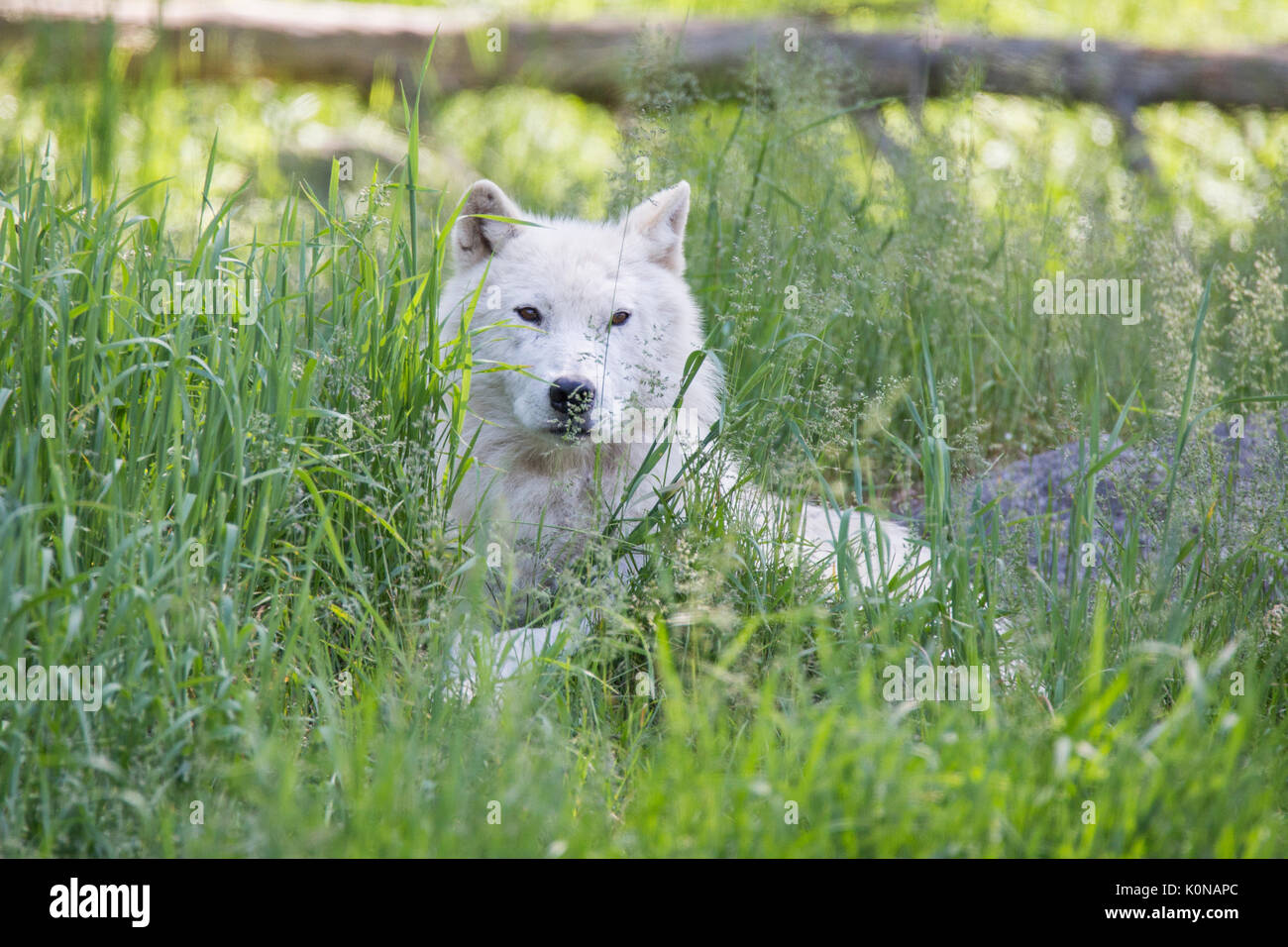 Arctic wolf in summer Stock Photo - Alamy