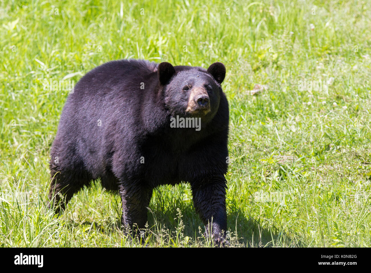Black bear running hi-res stock photography and images - Alamy