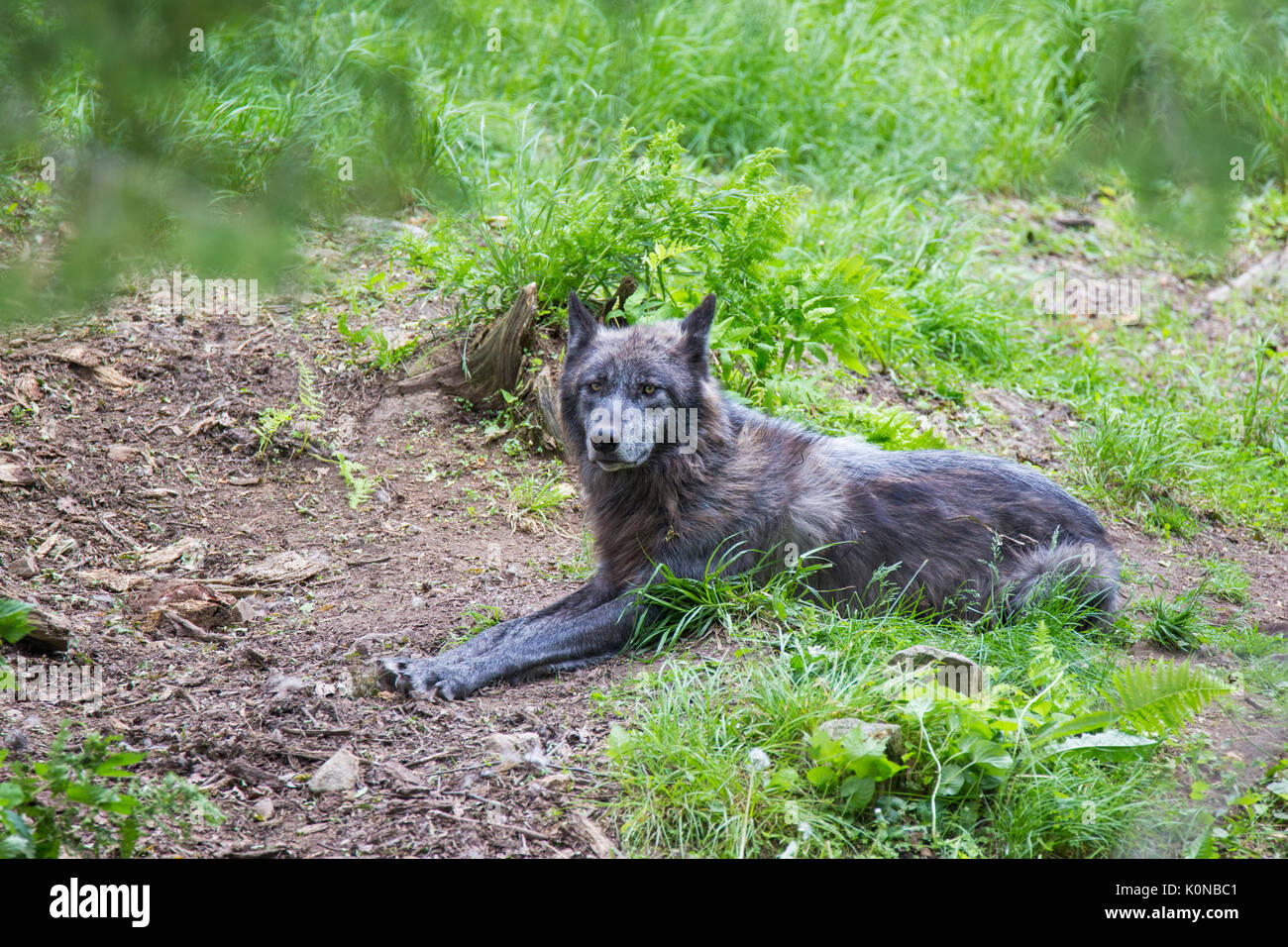 black wolves in summer Stock Photo - Alamy