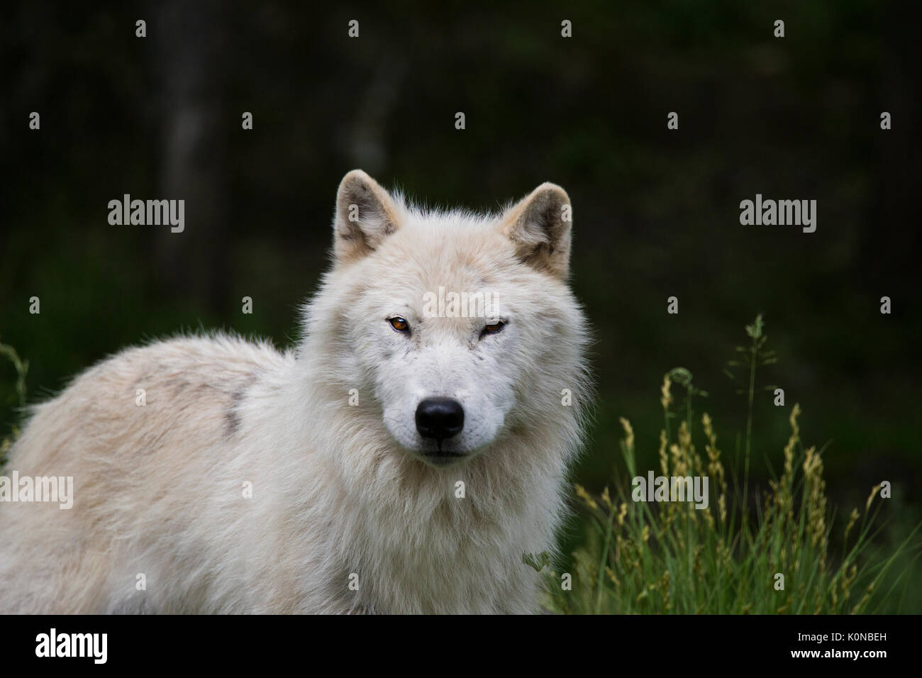 Arctic wolf in summer Stock Photo - Alamy