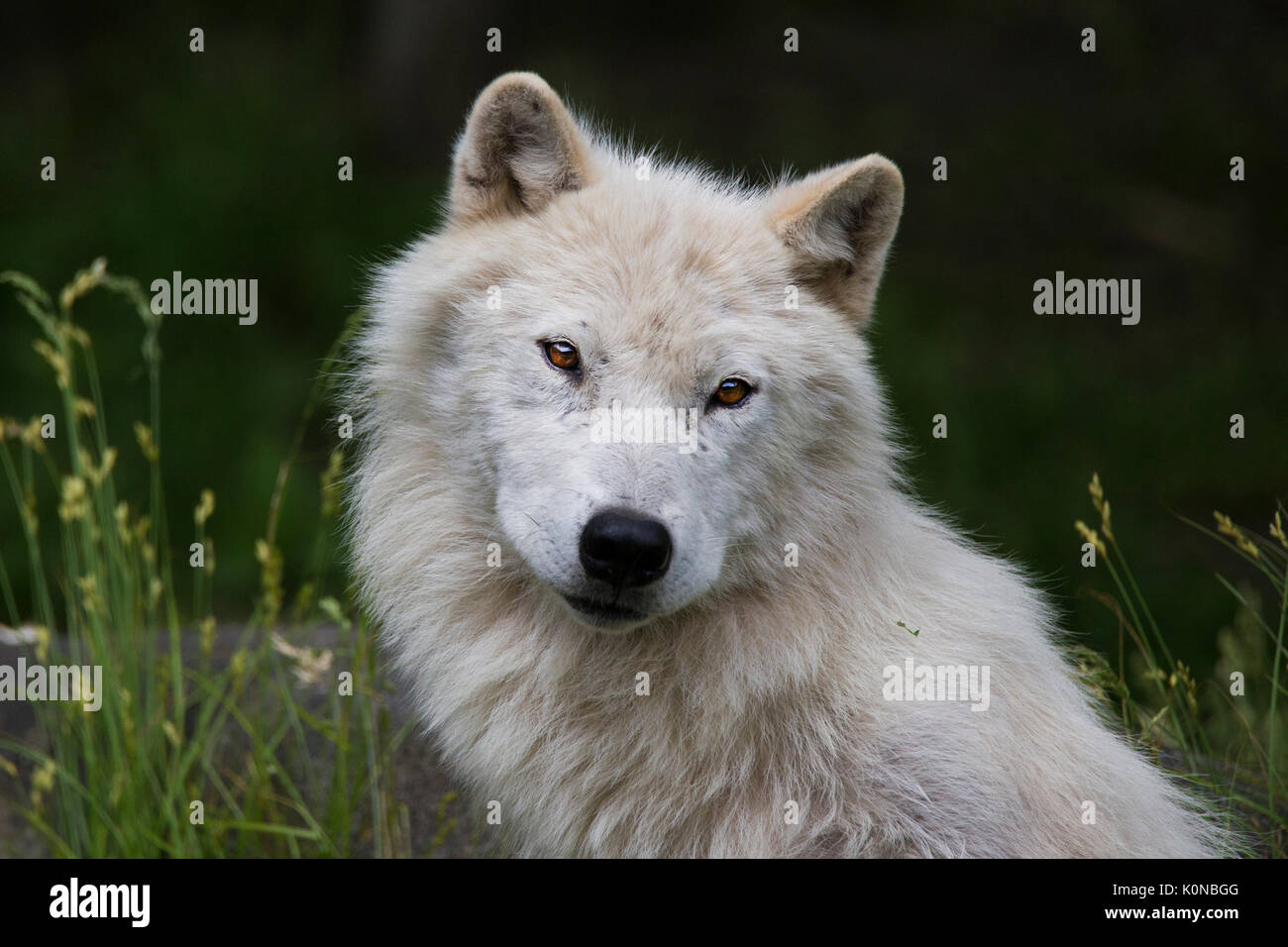 Arctic wolf in summer Stock Photo - Alamy