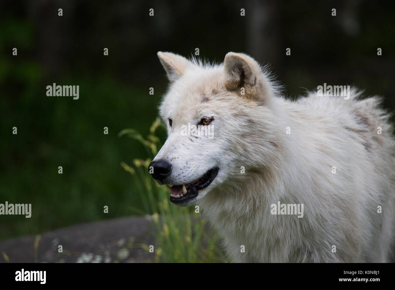 Arctic wolf in summer Stock Photo - Alamy