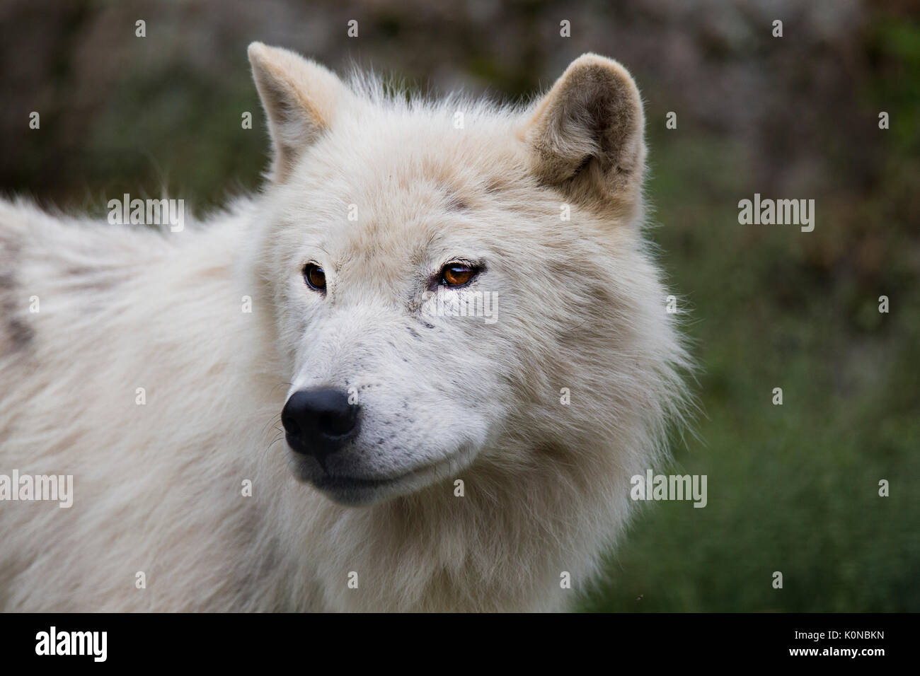 Arctic wolf in summer Stock Photo - Alamy